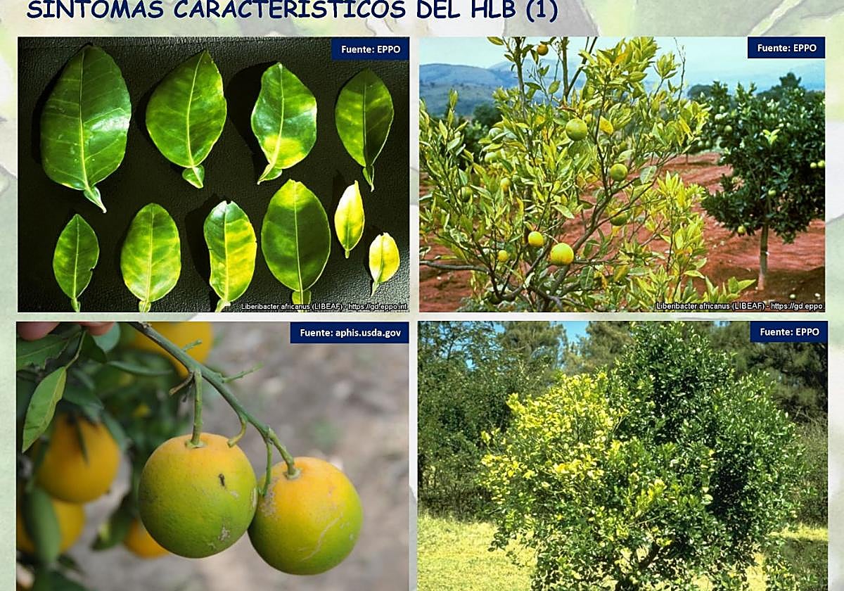 El mal del HLB se expande sin freno en naranjos de California | Las ...