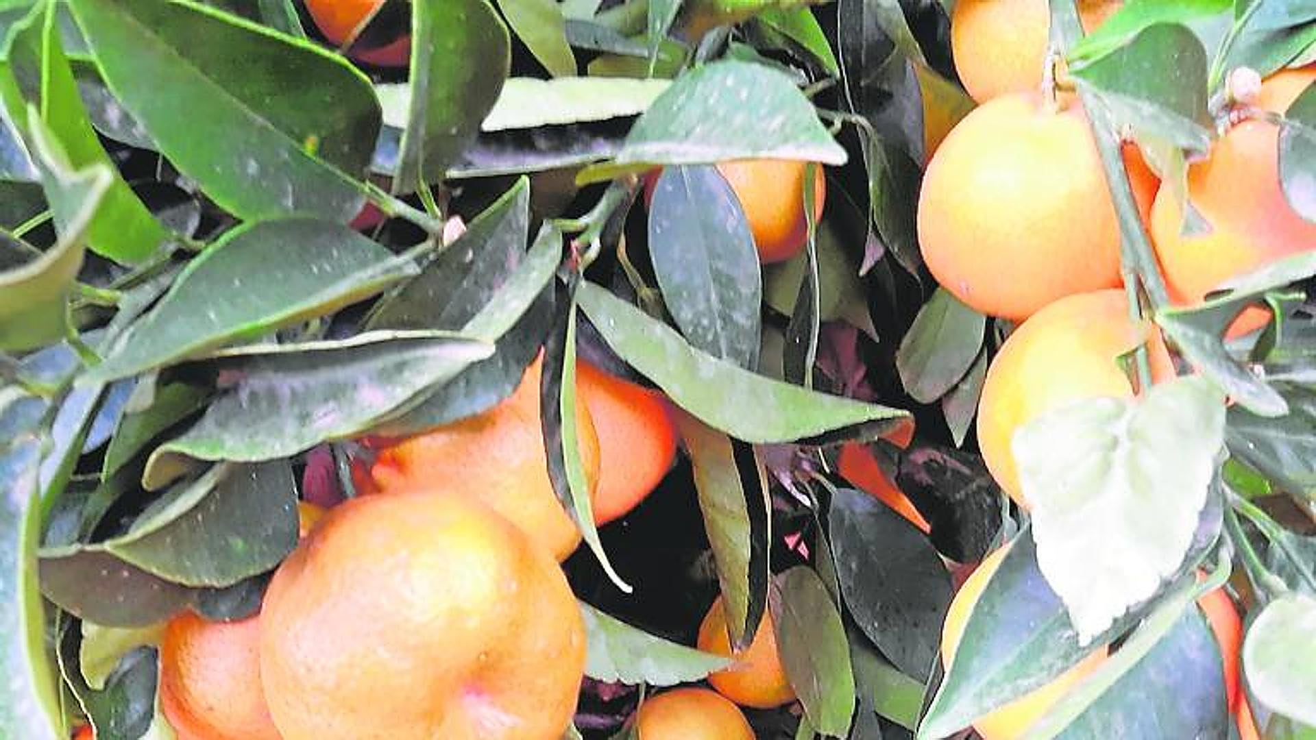 Mandarinas de Valencia: que tipos hay | La nueva mandarina Vera ...