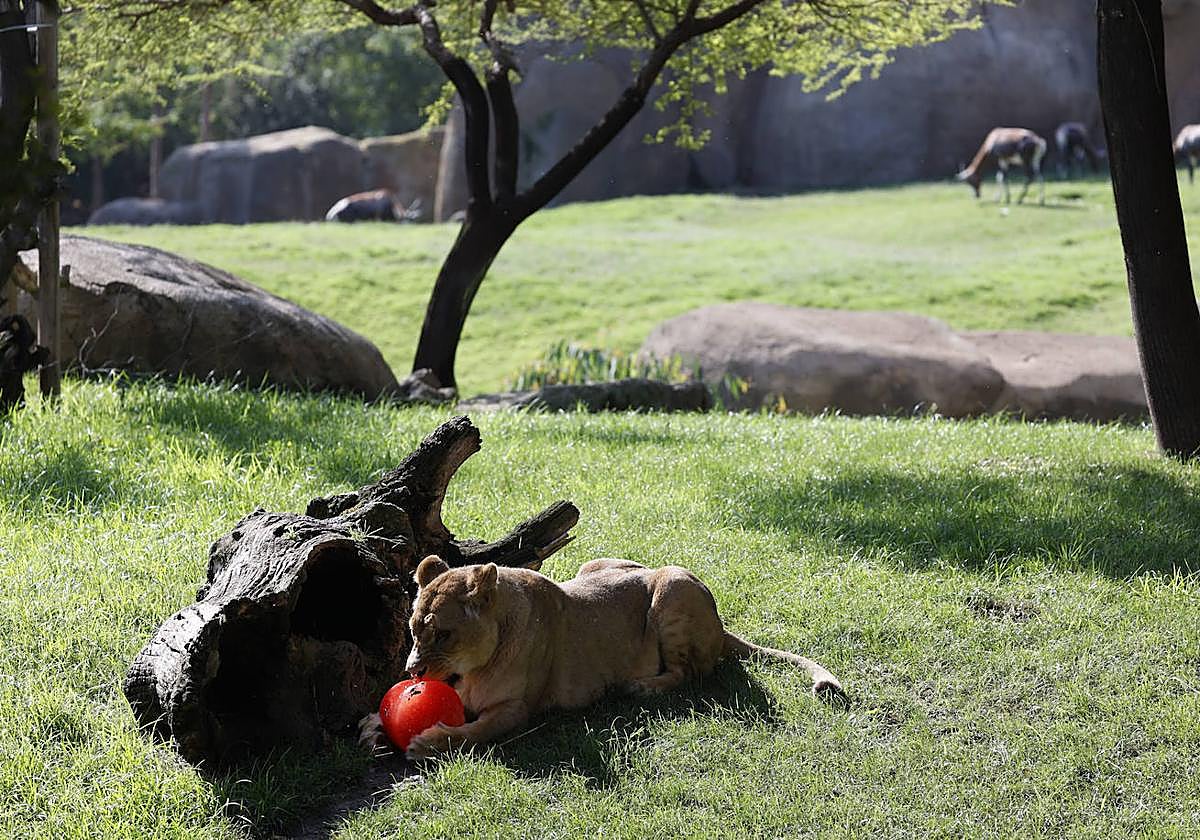 Bioparc de Valencia | El parque de Valencia con una sensación térmica ...