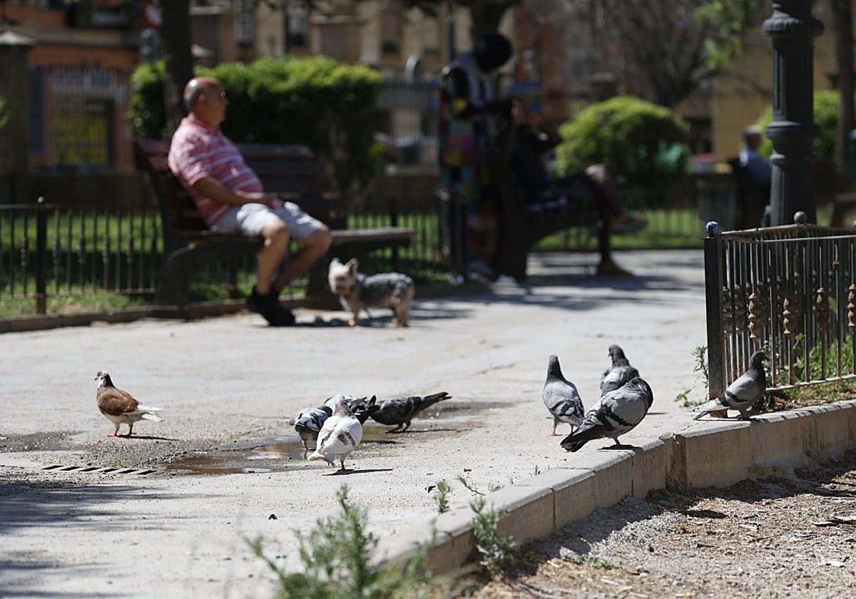 Valencia se marca el objetivo de bajar el censo de palomas a 30.000 ...