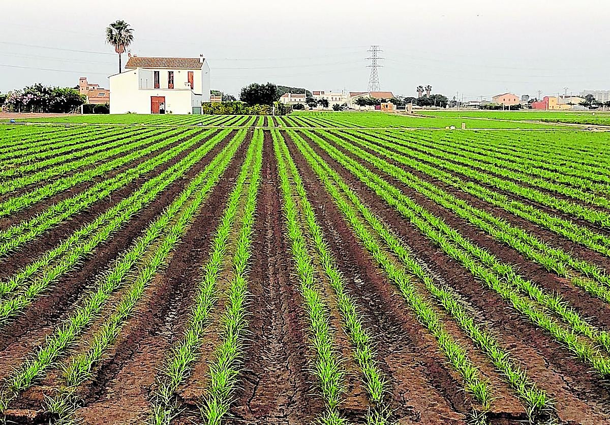 Innovación en chufas: caballones dobles para subir productividad | Las ...