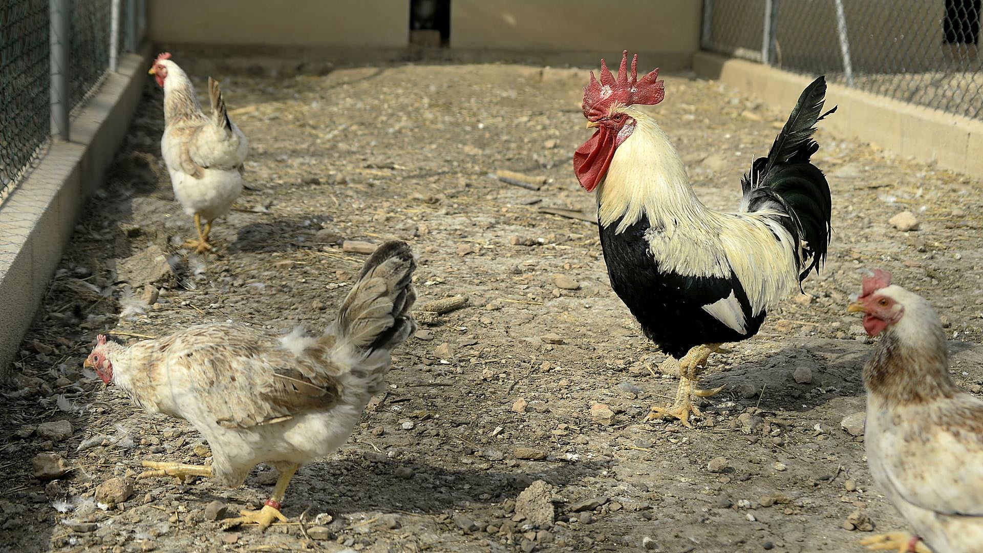 La gallina murciana: plumas muy escandalosas | La Verdad