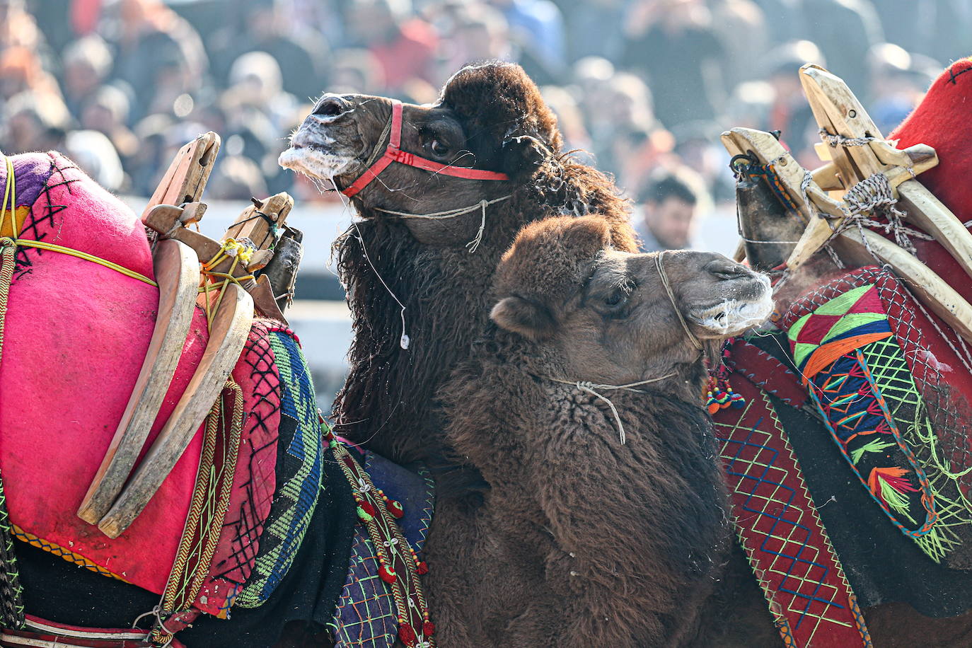 Fotos: Lucha de Camellos | La Verdad