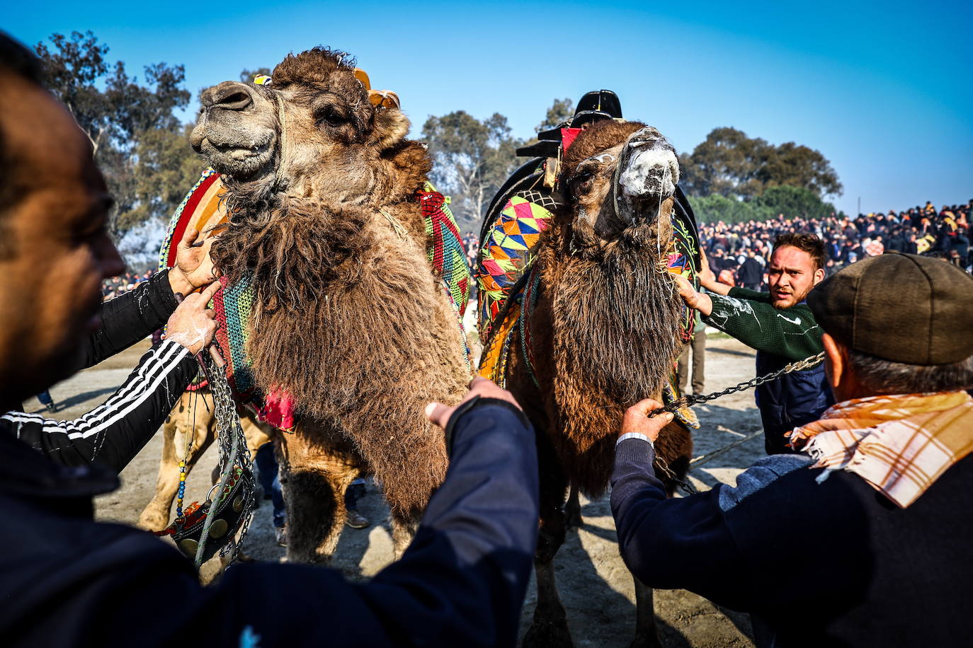 Fotos: Lucha de Camellos | La Verdad