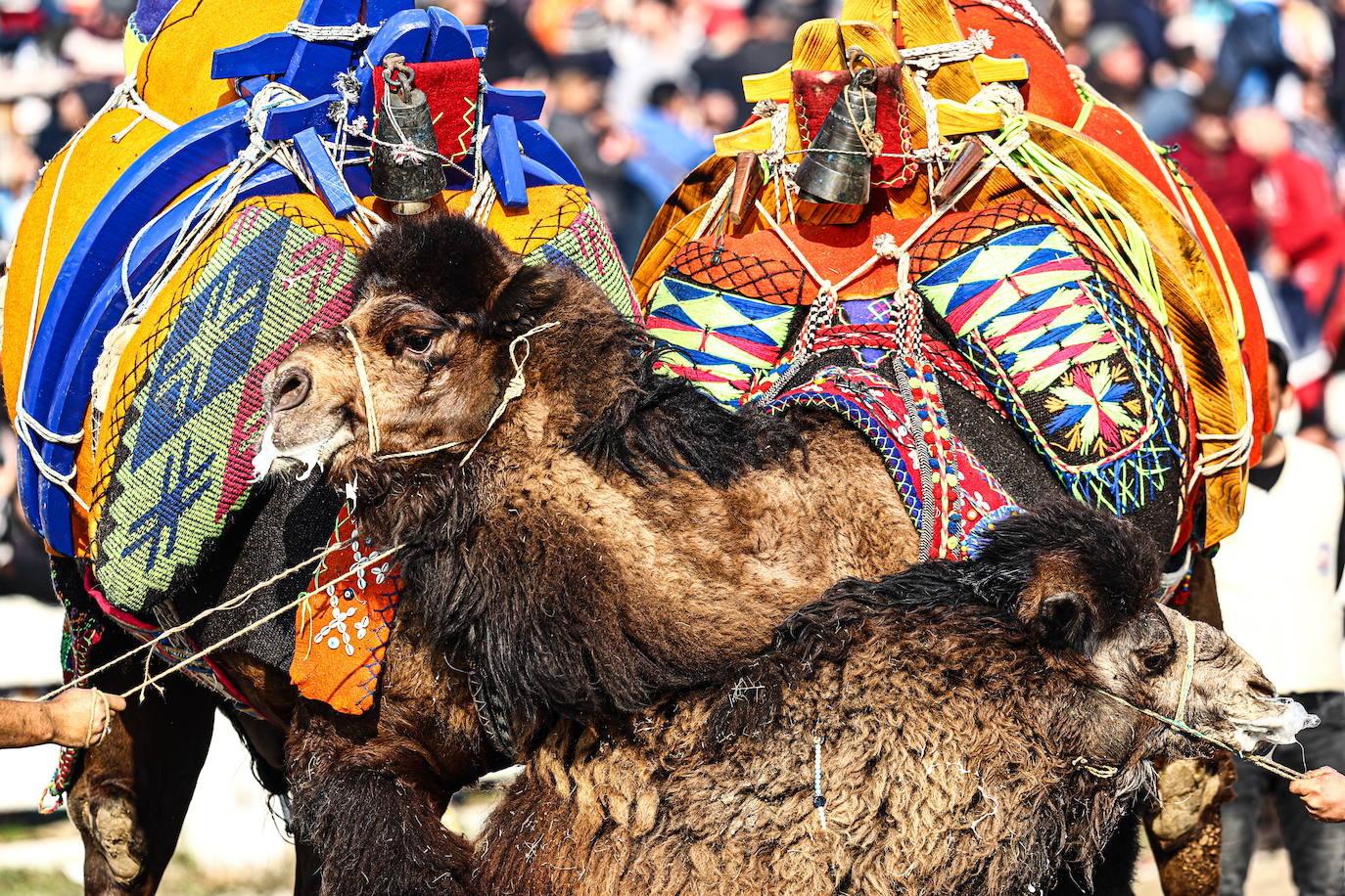 Fotos: Lucha de Camellos | La Verdad
