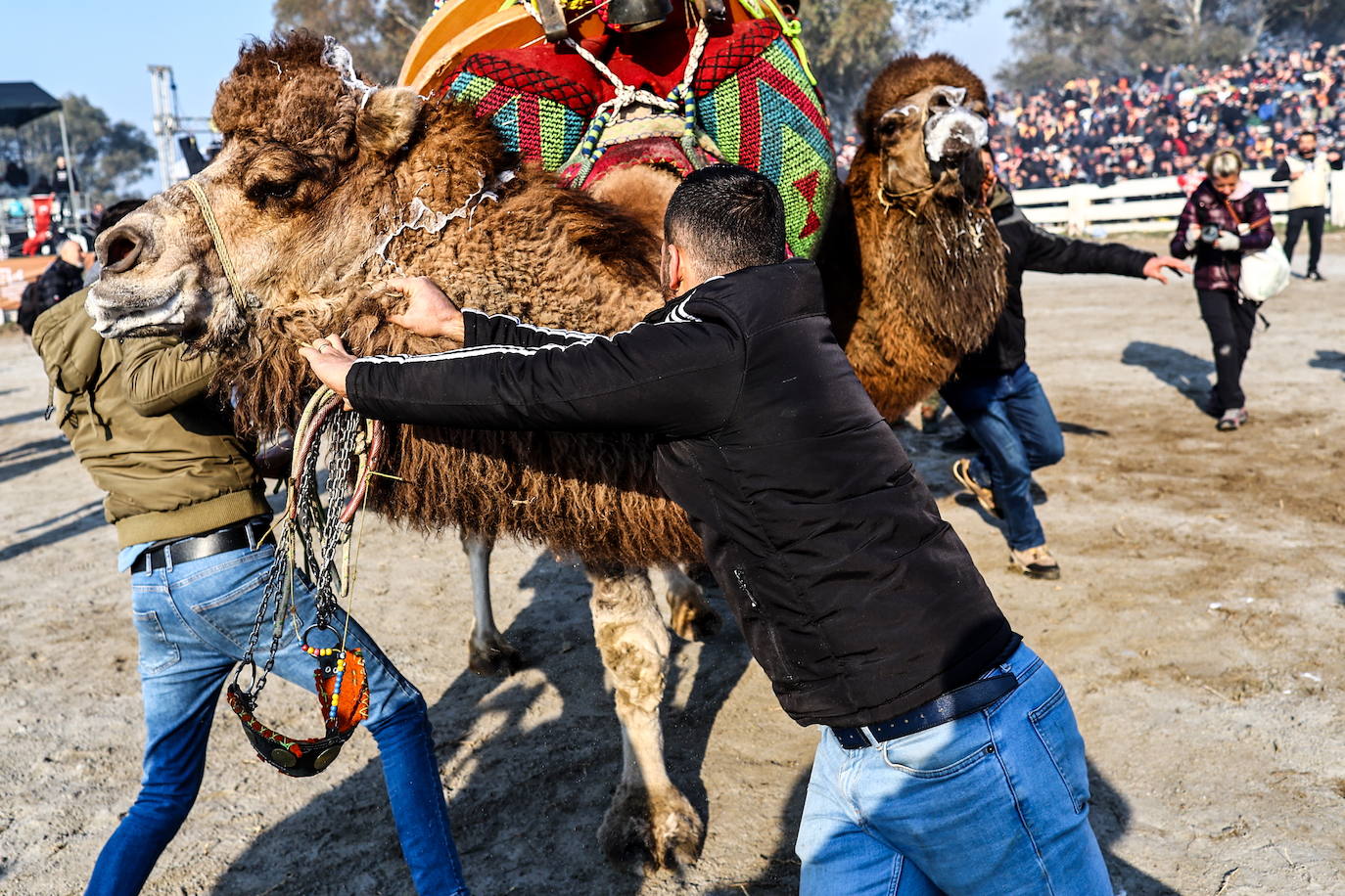 Fotos: Lucha de Camellos | La Verdad