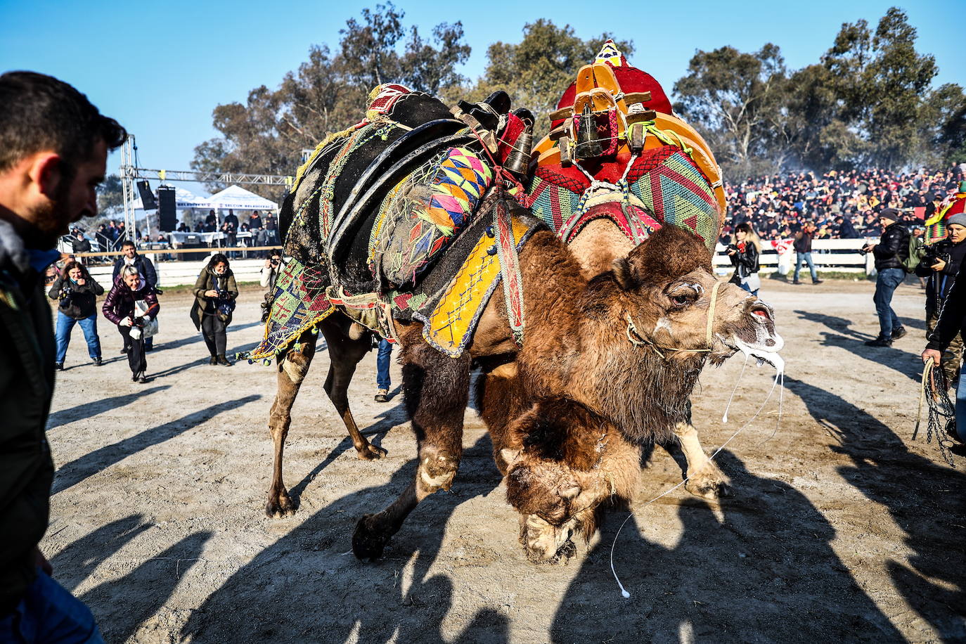 Fotos: Lucha de Camellos | La Verdad