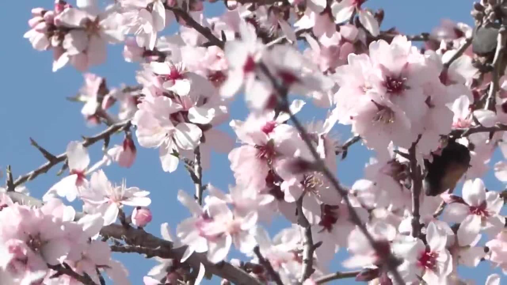 Almendro Real, en su máximo punto de floración | La Verdad