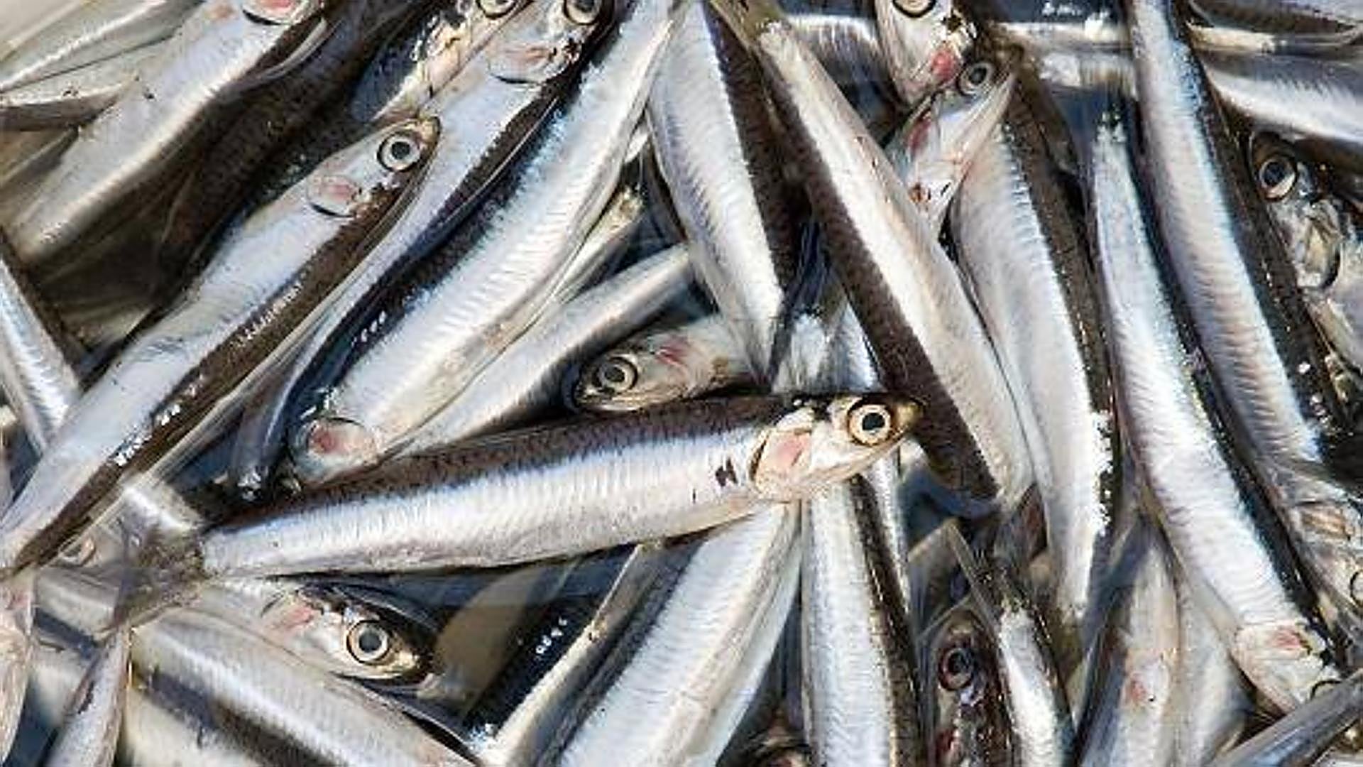 El boquerón, pequeño gran pez | La Verdad