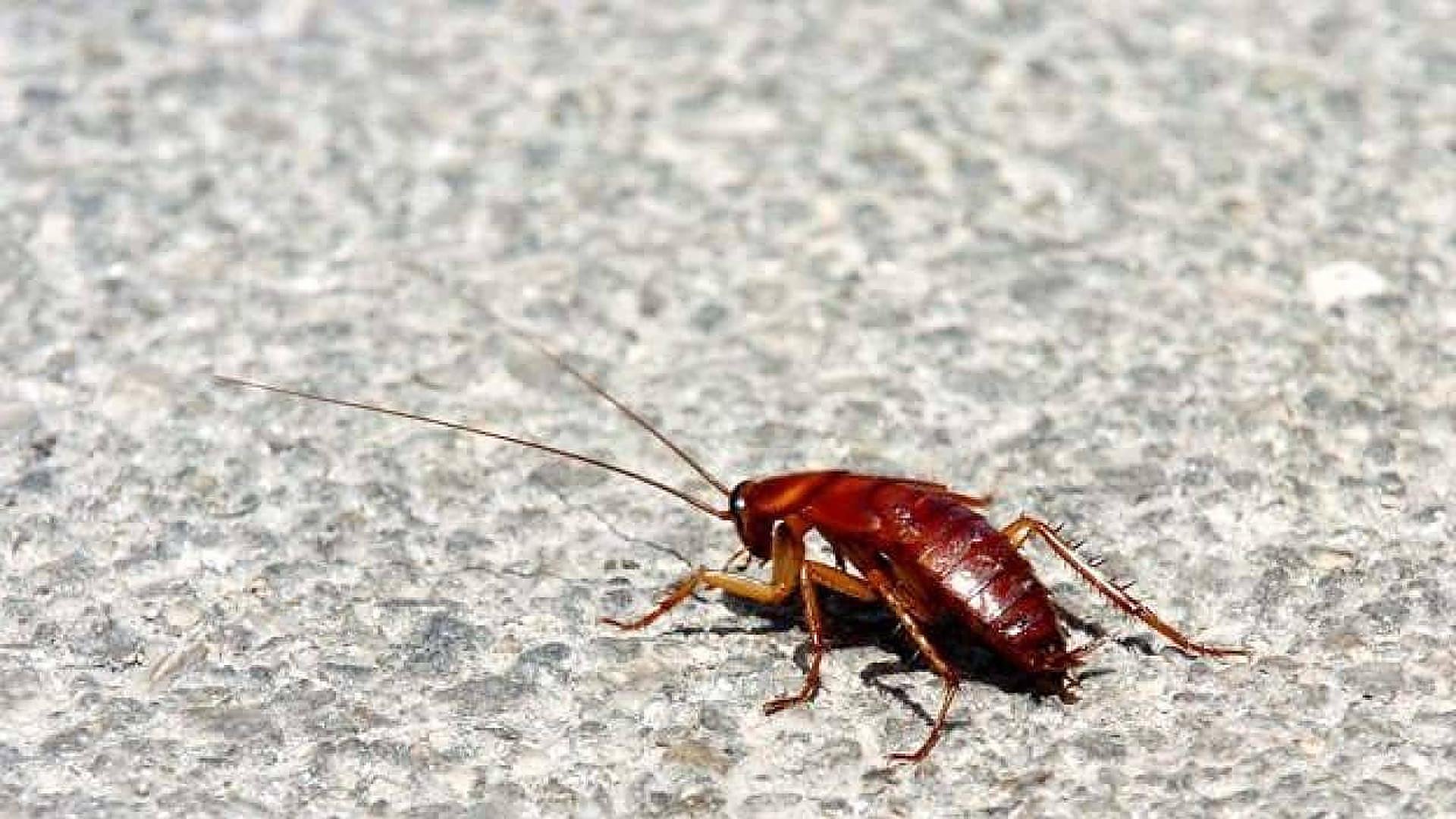 Cómo prevenir las plagas de insectos en tu cocina con unos sencillos ...