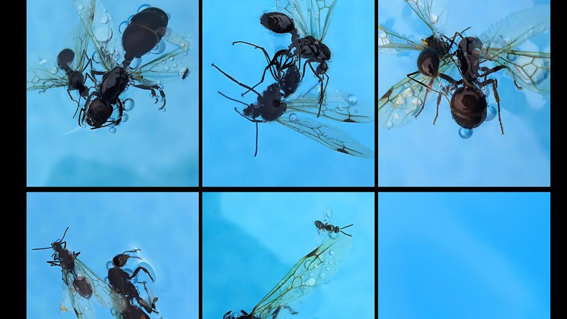 La muerte de los insectos en una peculiar instalación fotográfica en ...