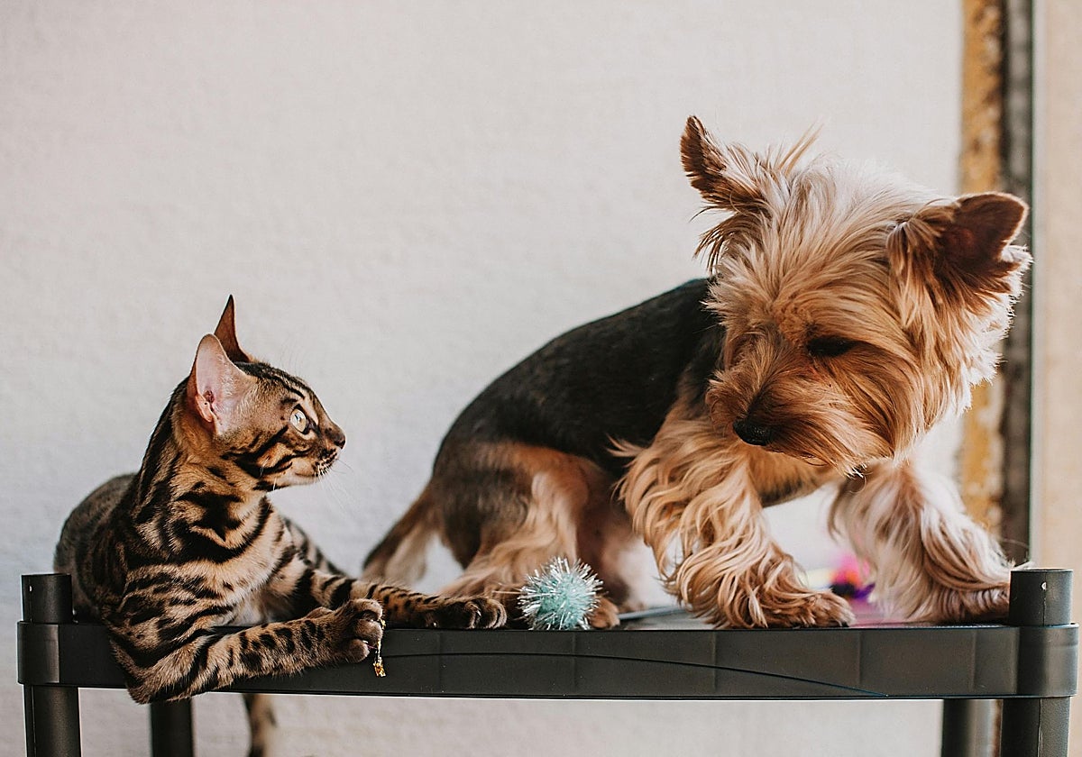Las ventajas en tu salud de tener una mascota en casa: desde bajar la ...