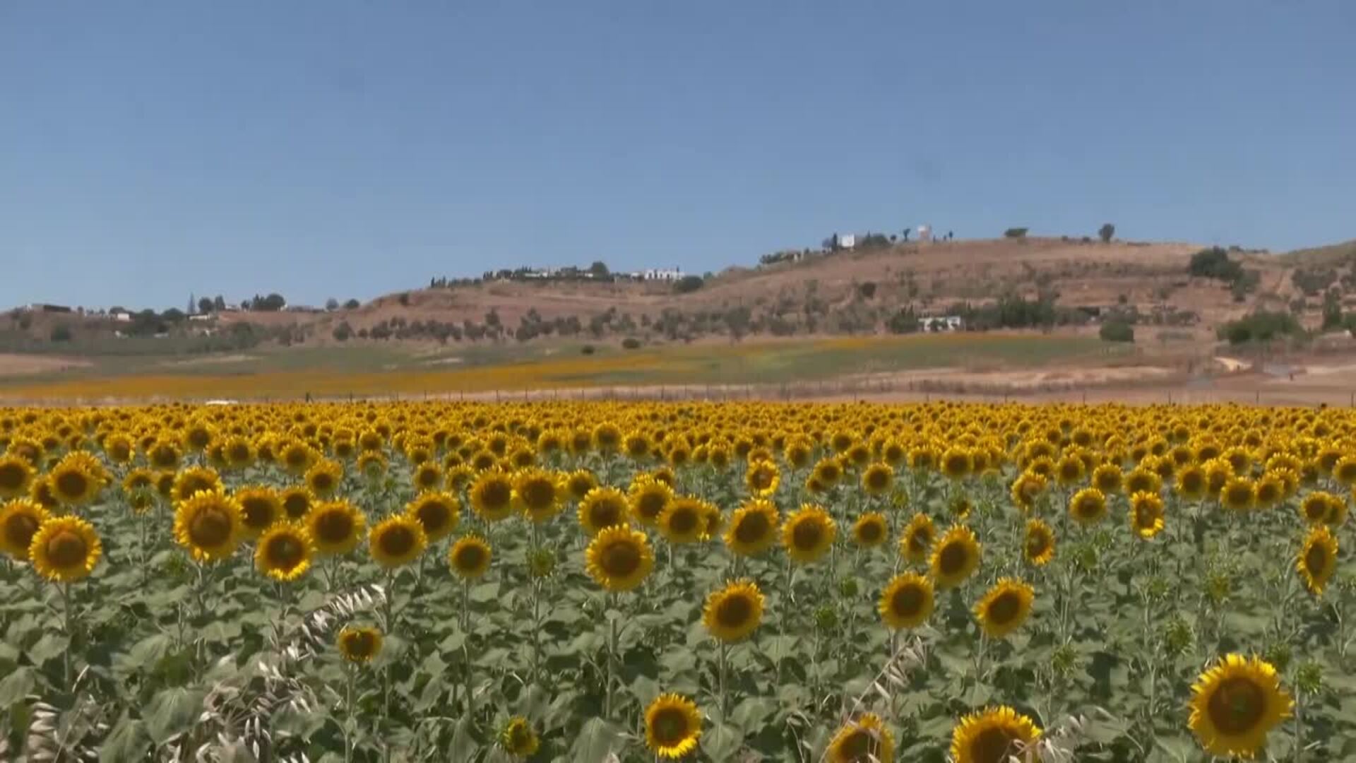 Andalucía superará las 195.000 hectáreas sembradas de girasol esta ...