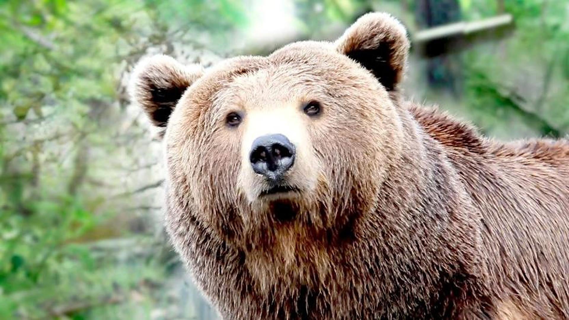 La Junta destina 1,2 millones para el seguimiento de poblaciones de oso ...