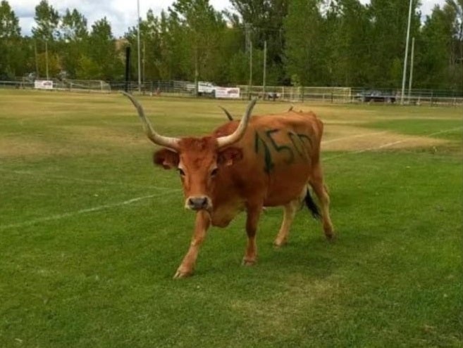 La caca de una vaca de León que vale 7.000 euros | leonoticias.com