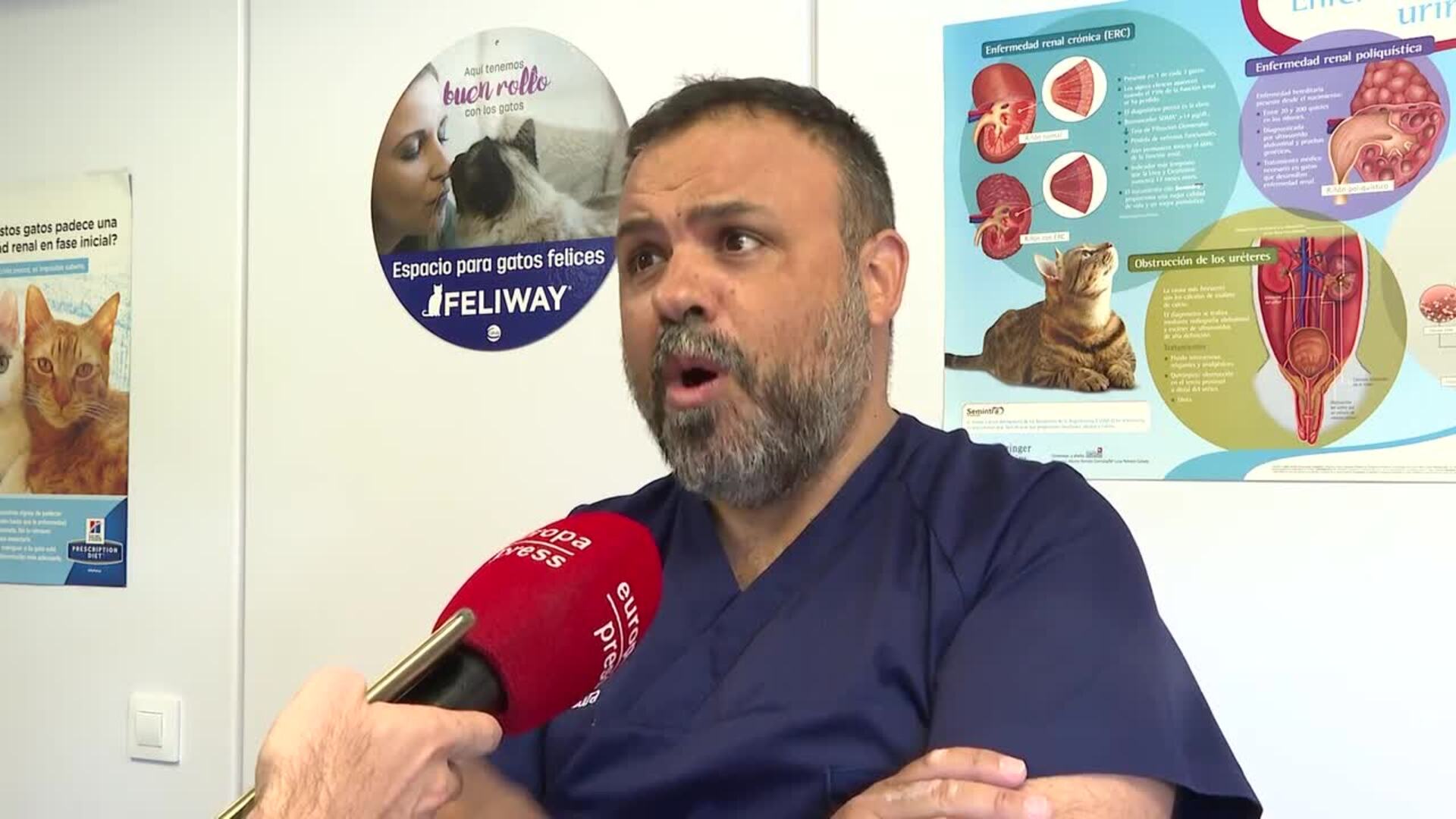 Veterinarios Aconsejan Sobre Cómo Mantener A Los Gatos Hidratados En Su Día Mundial