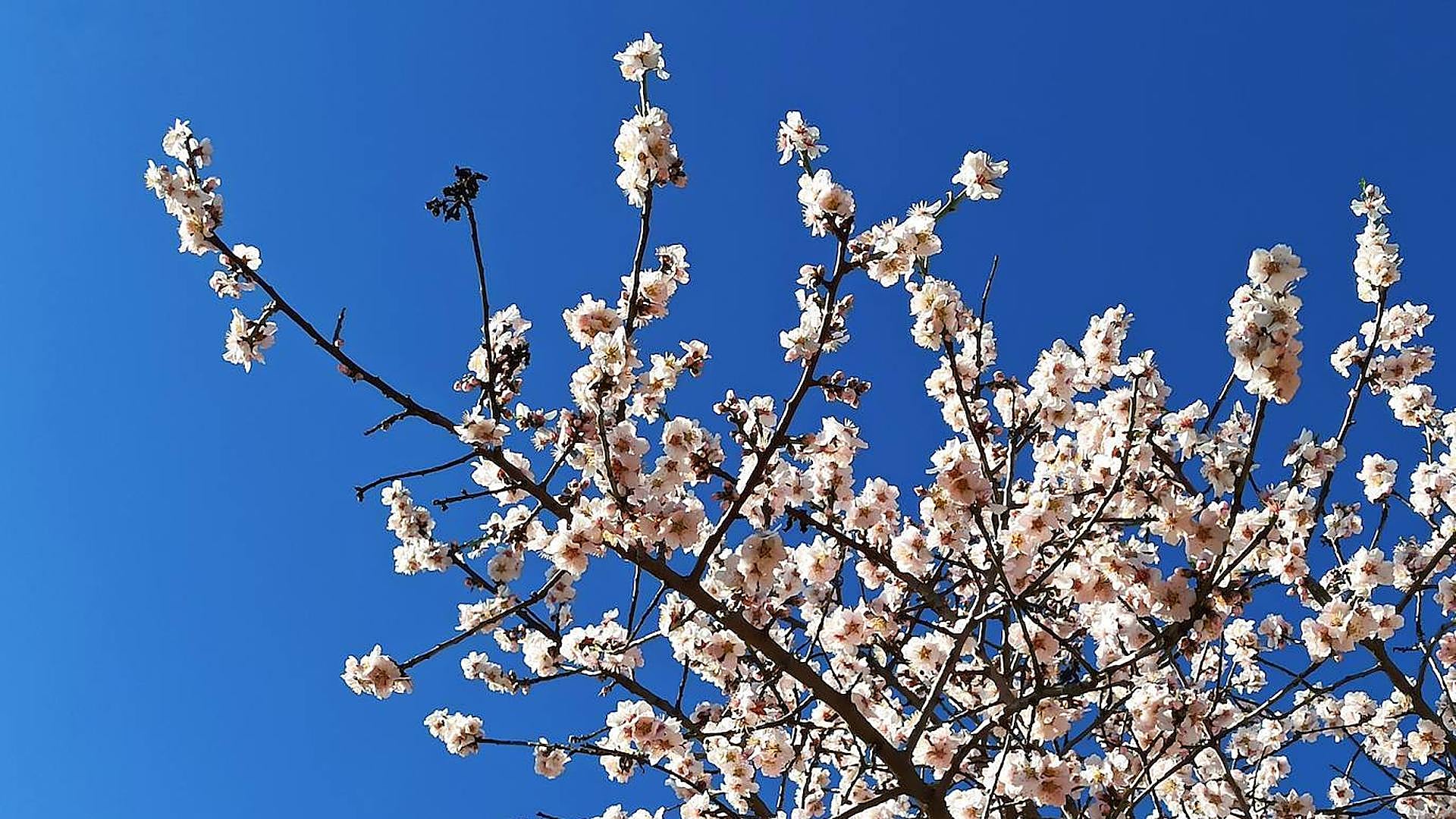 La primavera ya se intuye en León con 20 grados, sol y nubes ...