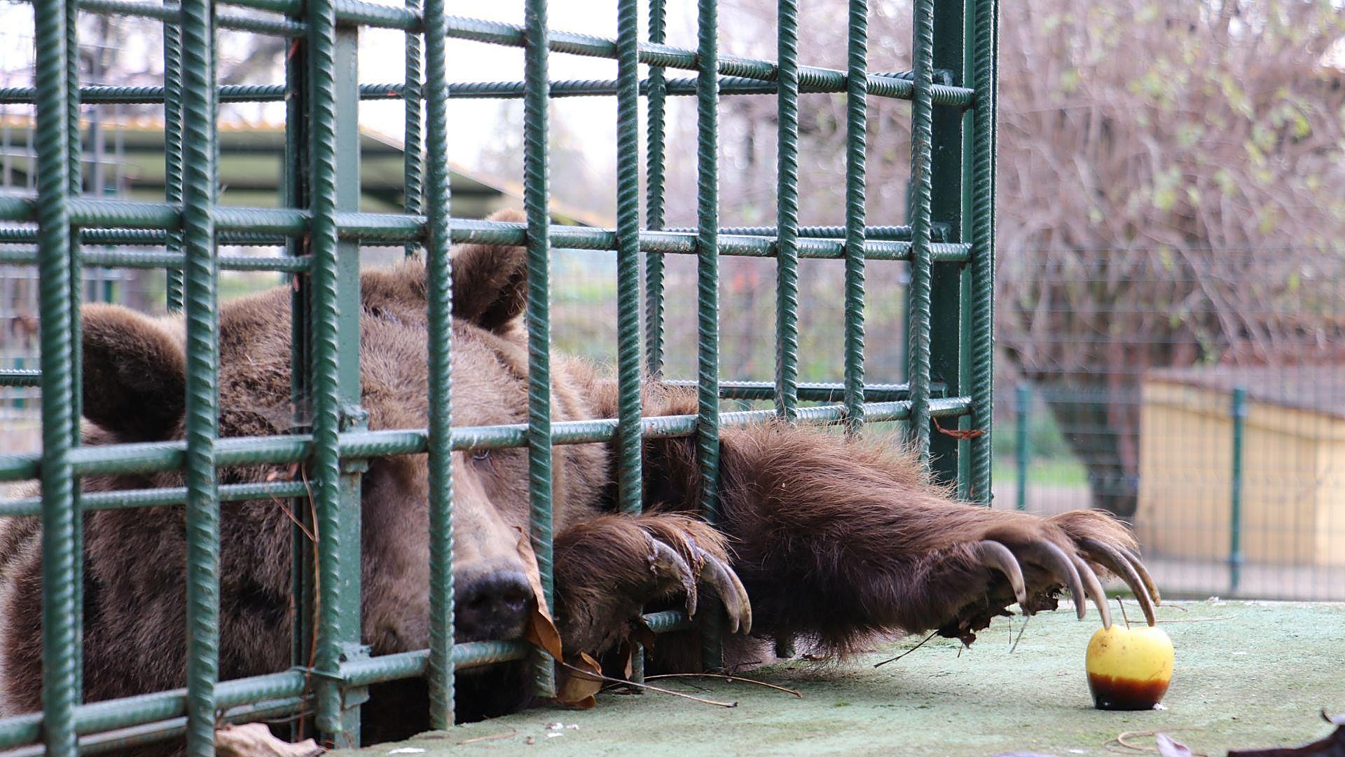 Así viven los osos del Coto Escolar de León | leonoticias.com