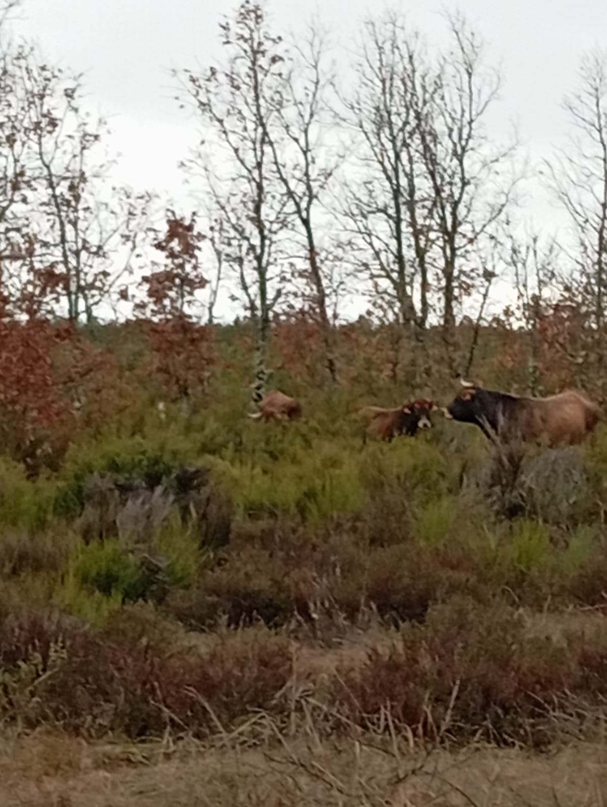 Las últimas imágenes de las vacas de Riofrío fuera de su parcela ...