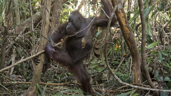 Los primeros primates vivían en los árboles y no en el suelo ...