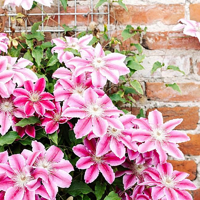 Clematis, la planta trepadora con flor más fácil de cuidar en verano ...