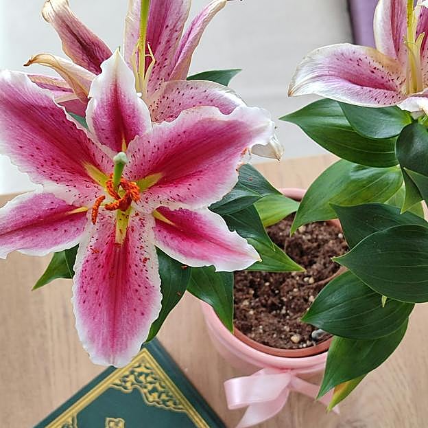 Cómo cuidar tus lirios para que tengan flores preciosas toda la ...