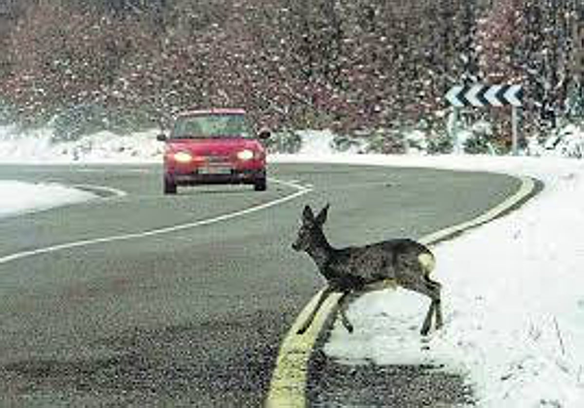 Alert on the Rise of Traffic Accidents Involving Animals: Watch These ...