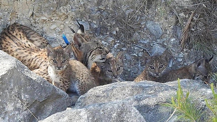 Lince ibérico, últimas noticias - Hoy