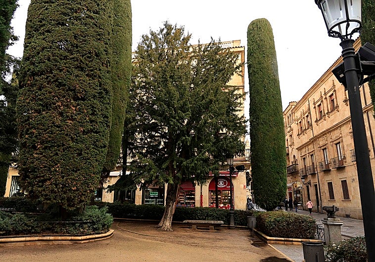 El tejo de 200 años de edad que desafía al tiempo a un paso de la Plaza ...