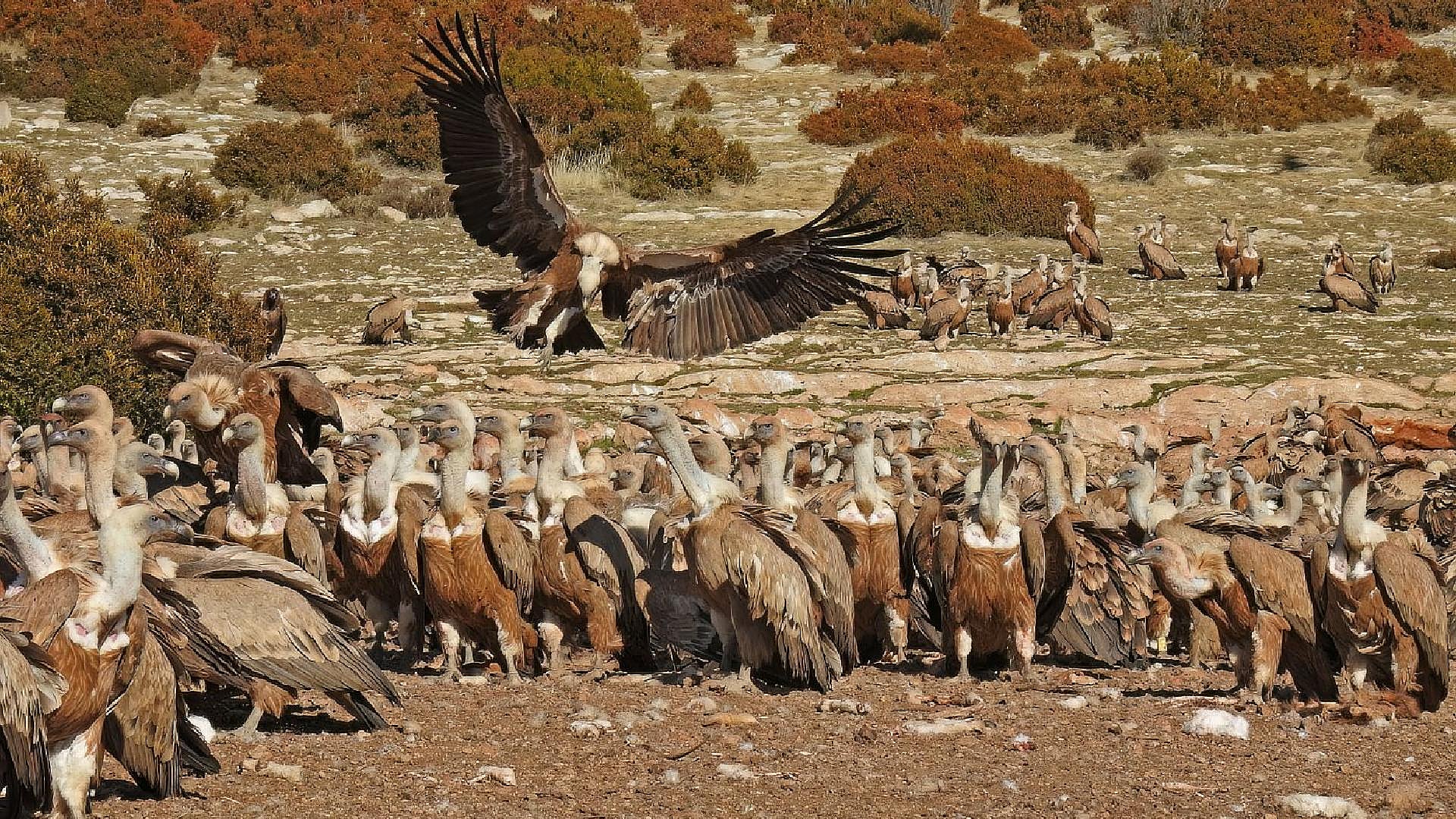 Peter Jones: The Griffon vulture | Sur in English
