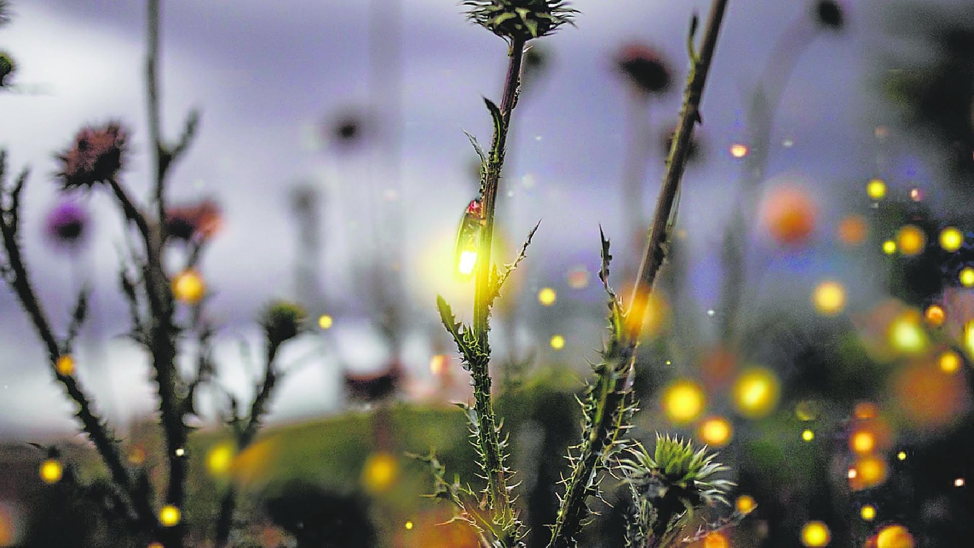 Iberian fireflies light up the night | Sur in English