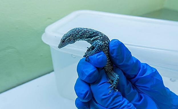 Three baby blue monitor lizards successfully hatched at Bioparc ...