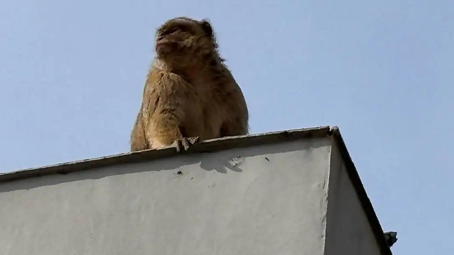 Gibraltar monkey finally captured in Spain's La Linea de la Concepción ...
