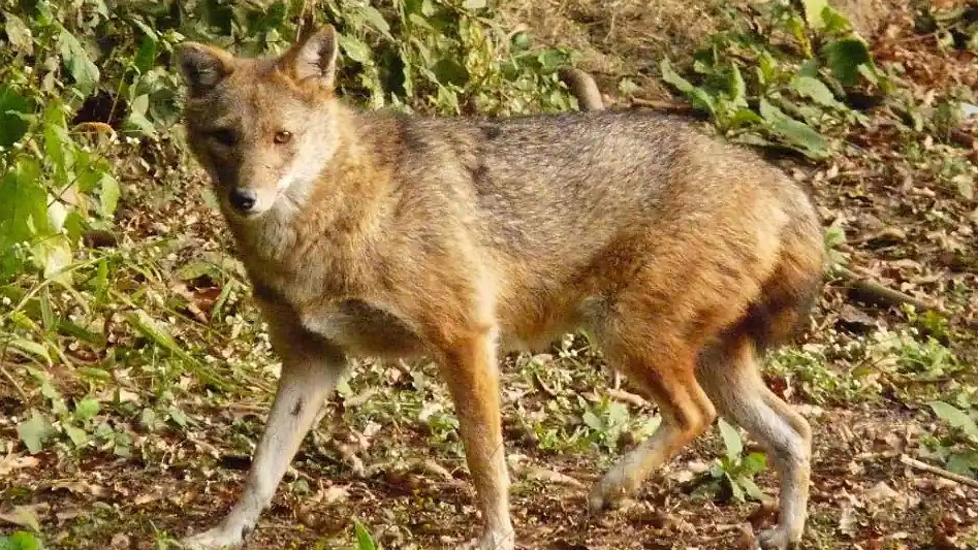 Watch as first golden jackals are spotted in the wild in Spain as ...