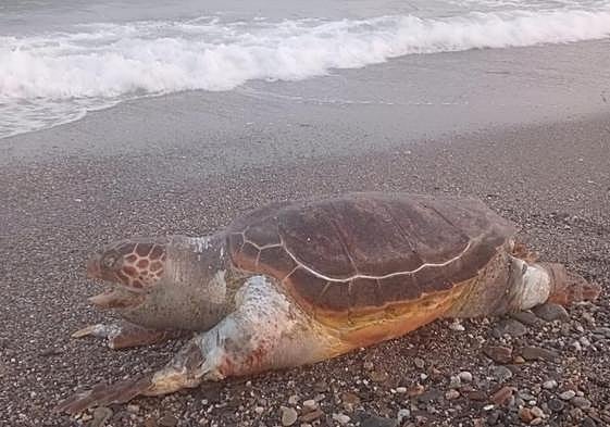 Dead loggerhead turtle found on the Costa Tropical | Sur in English