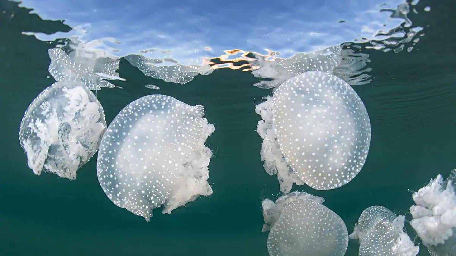 Jellyfish get a head start on their summer invasion of the shores in ...