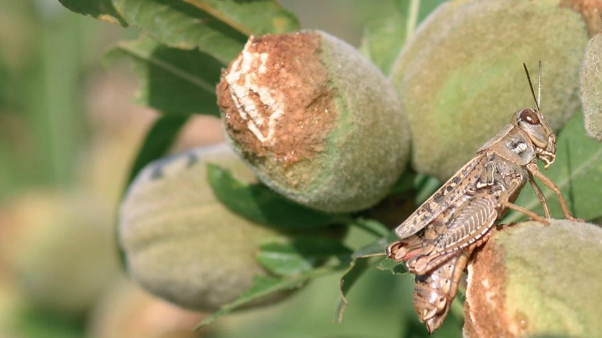 Farmers' fear as plague of locusts, grasshoppers and crickets detected ...