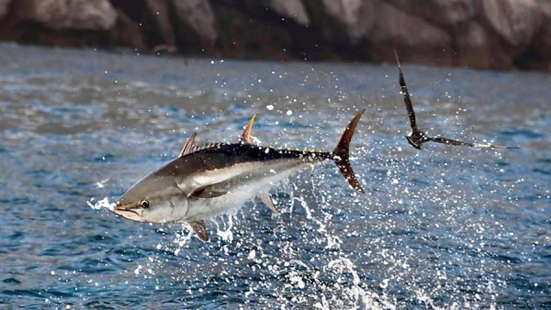 Bluefin tuna 2024 open season starts in Gibraltar | Sur in English