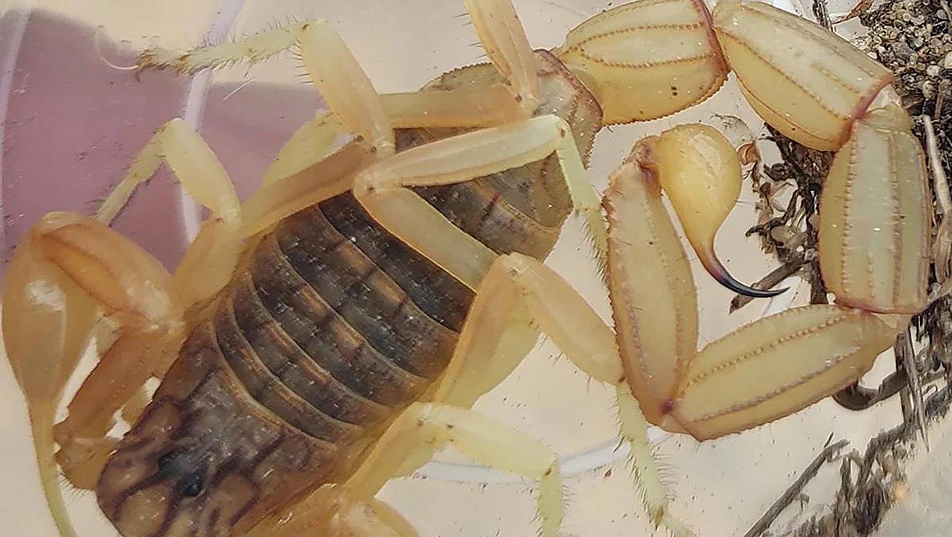 University researchers discover new species of scorpion in south of ...