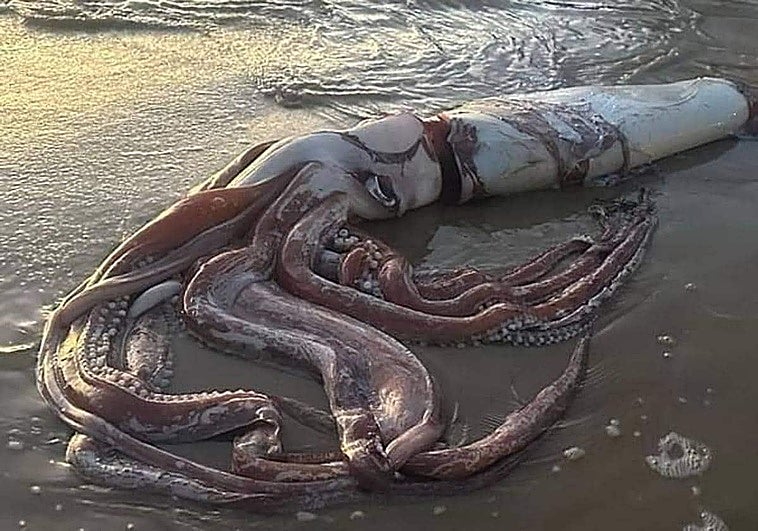 Rare giant squid washes up on a beach in Spain | Sur in English