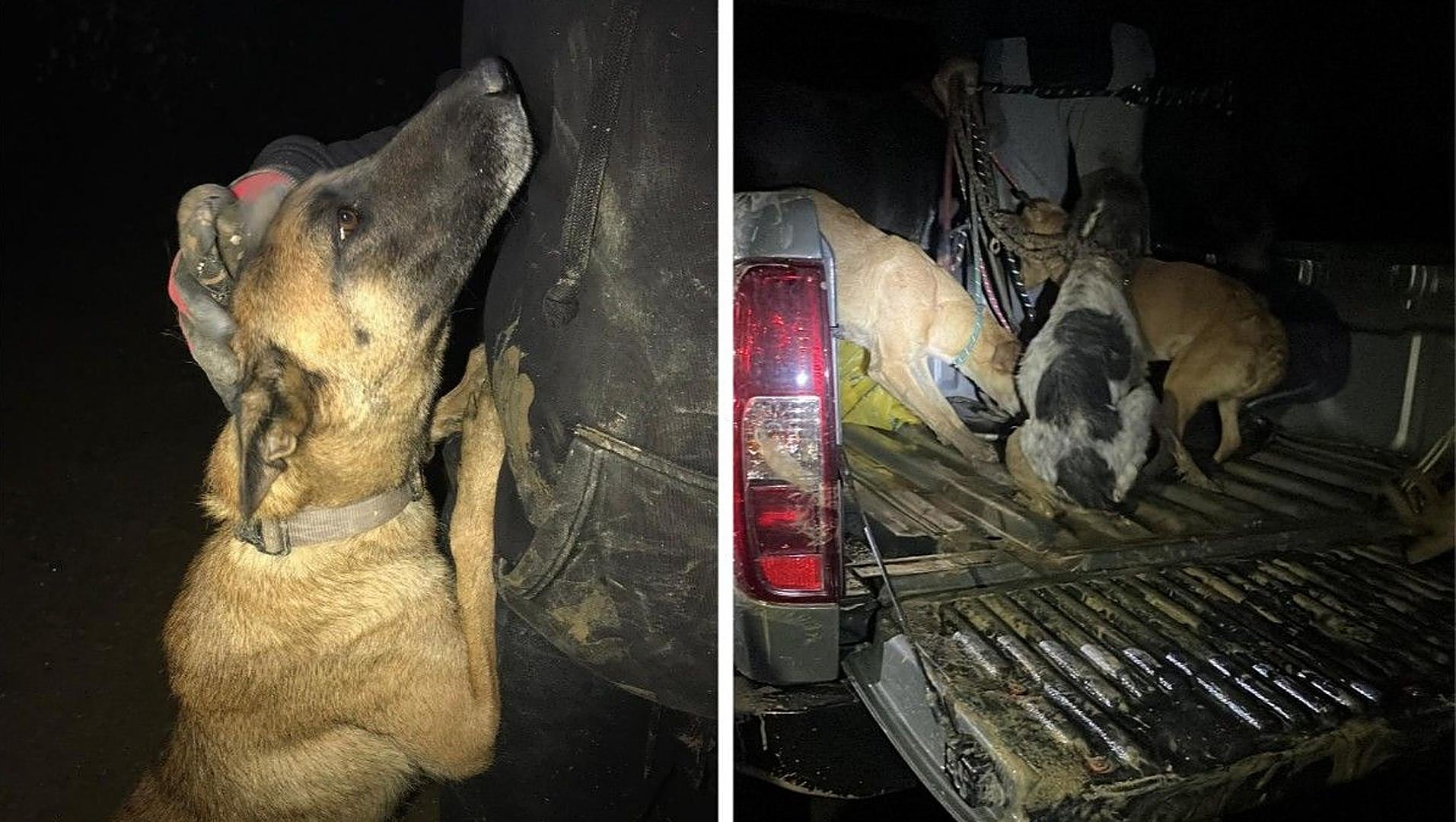 Plea for help after the harrowing rescue of 25 dogs from flooded animal ...