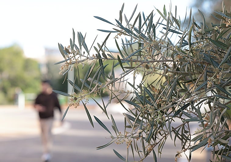 Attention to those allergic to olive trees: pollen bloom date announced ...