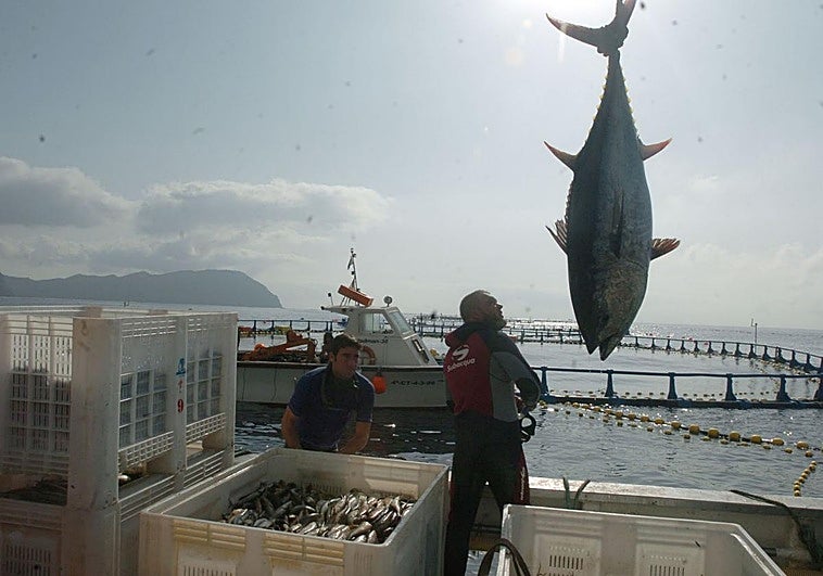 Bluefin tuna fishing season suspended in Gibraltar | Sur in English
