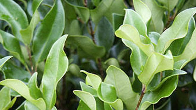 Wavy leaf privet | Sur in English