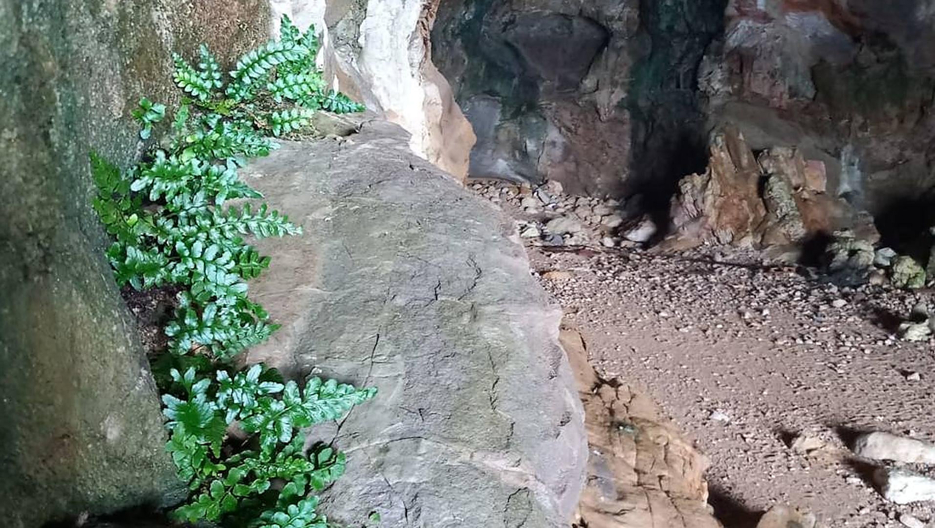 Medio Ambiente implanta el helecho marino en siete localidades del ...