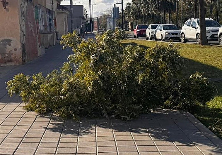 Alicante advises staying indoors due to strong wind gusts | TodoAlicante